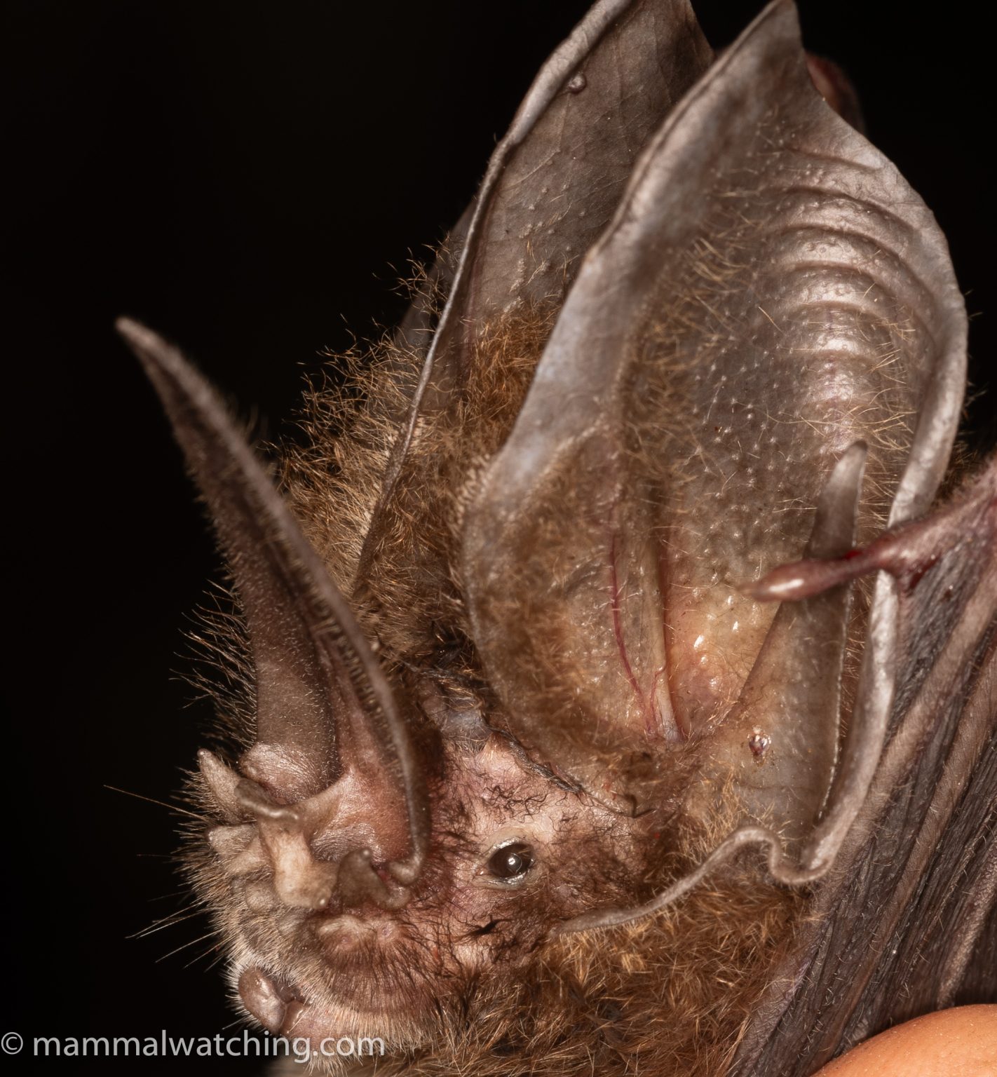 A Weekend in Mexico’s Yucatan Peninsula: Mainly Bats – Mammal Watching