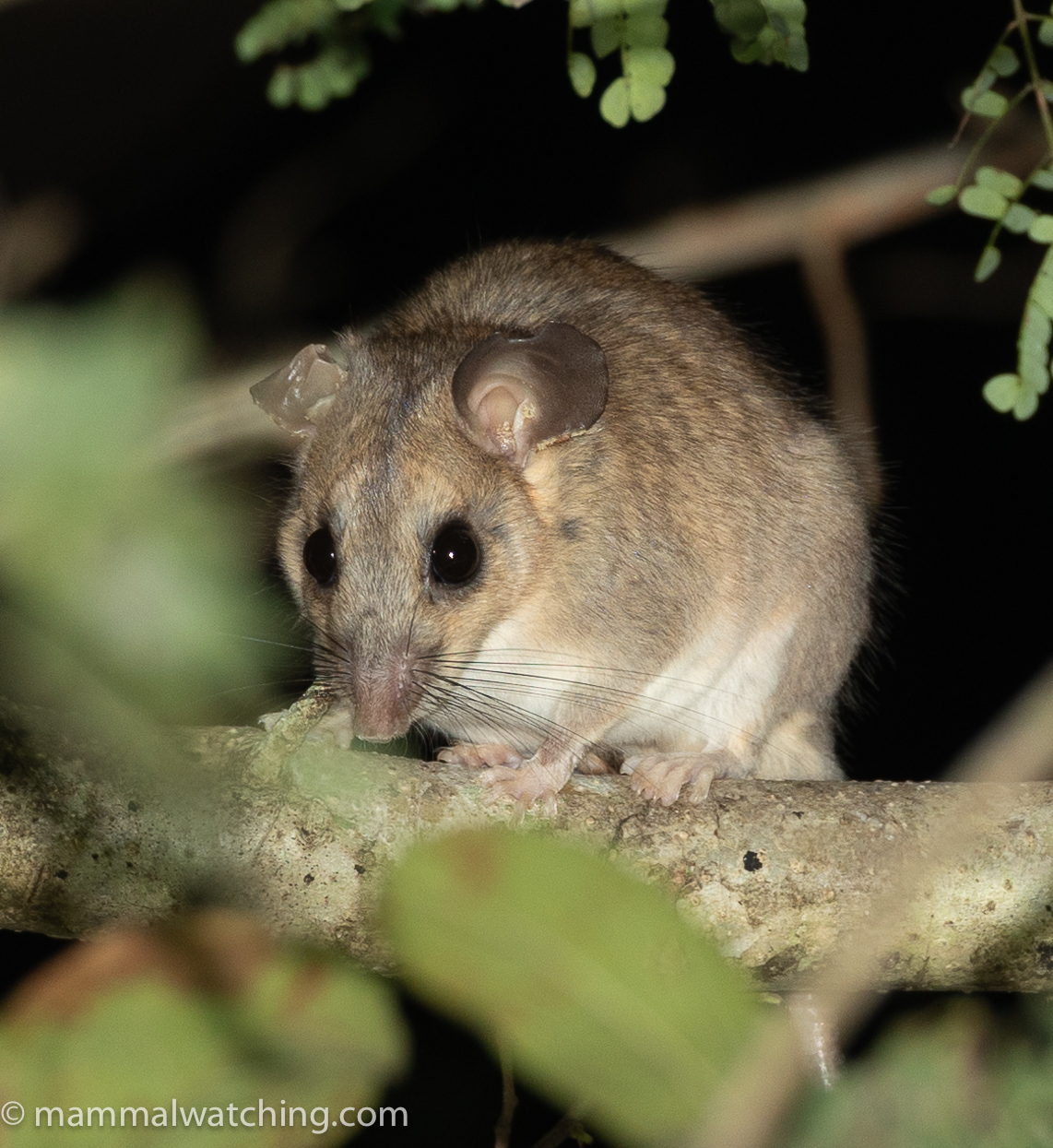 A Weekend in Mexico’s Yucatan Peninsula: Mainly Bats – Mammal Watching