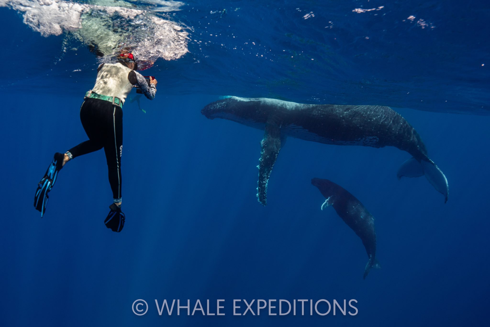 Humpback Whales of Tonga – Whale Expeditions – Trip Report 2024 ...