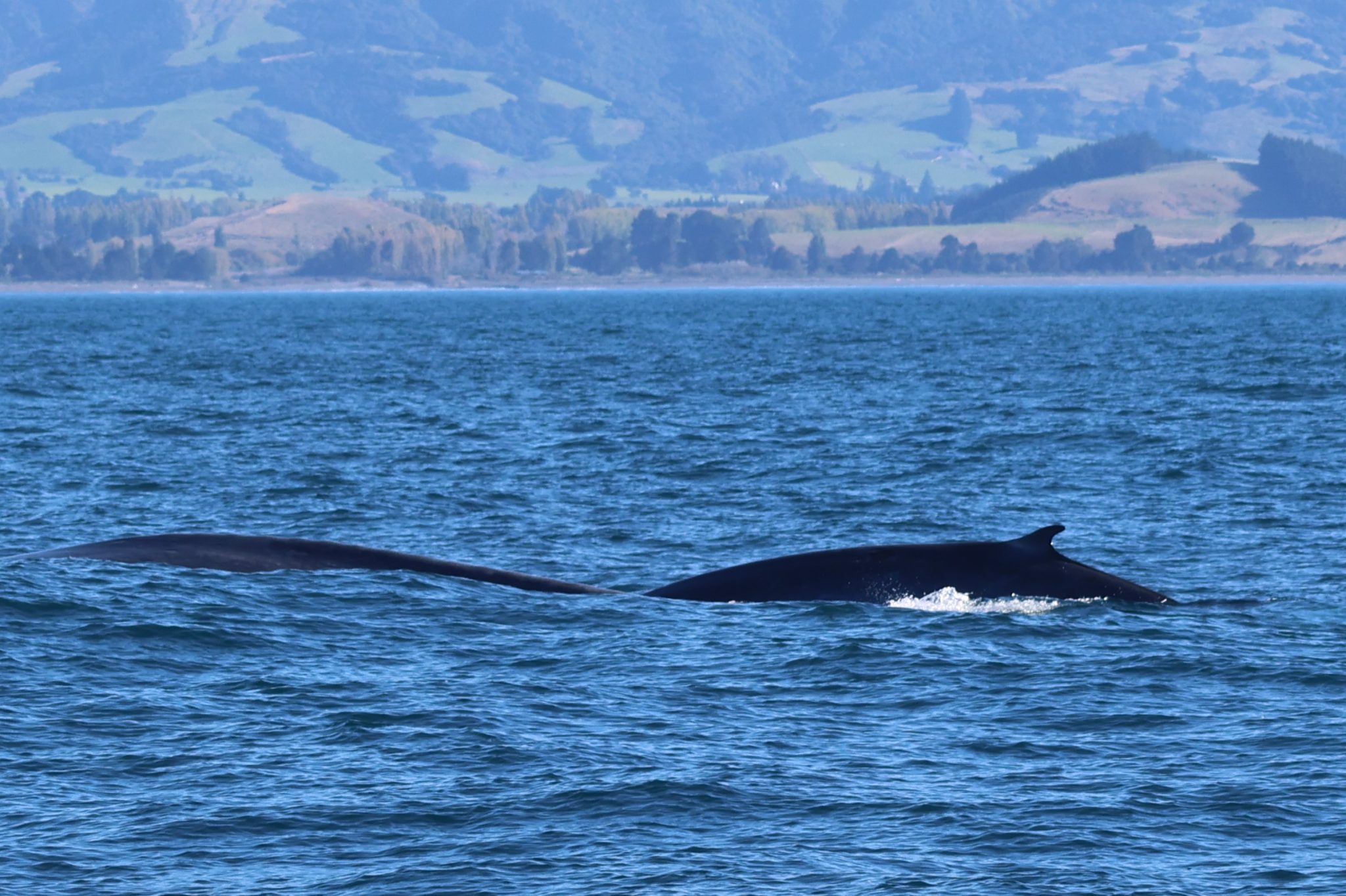 Blue v Fin Whale – opinions? – Mammal Watching
