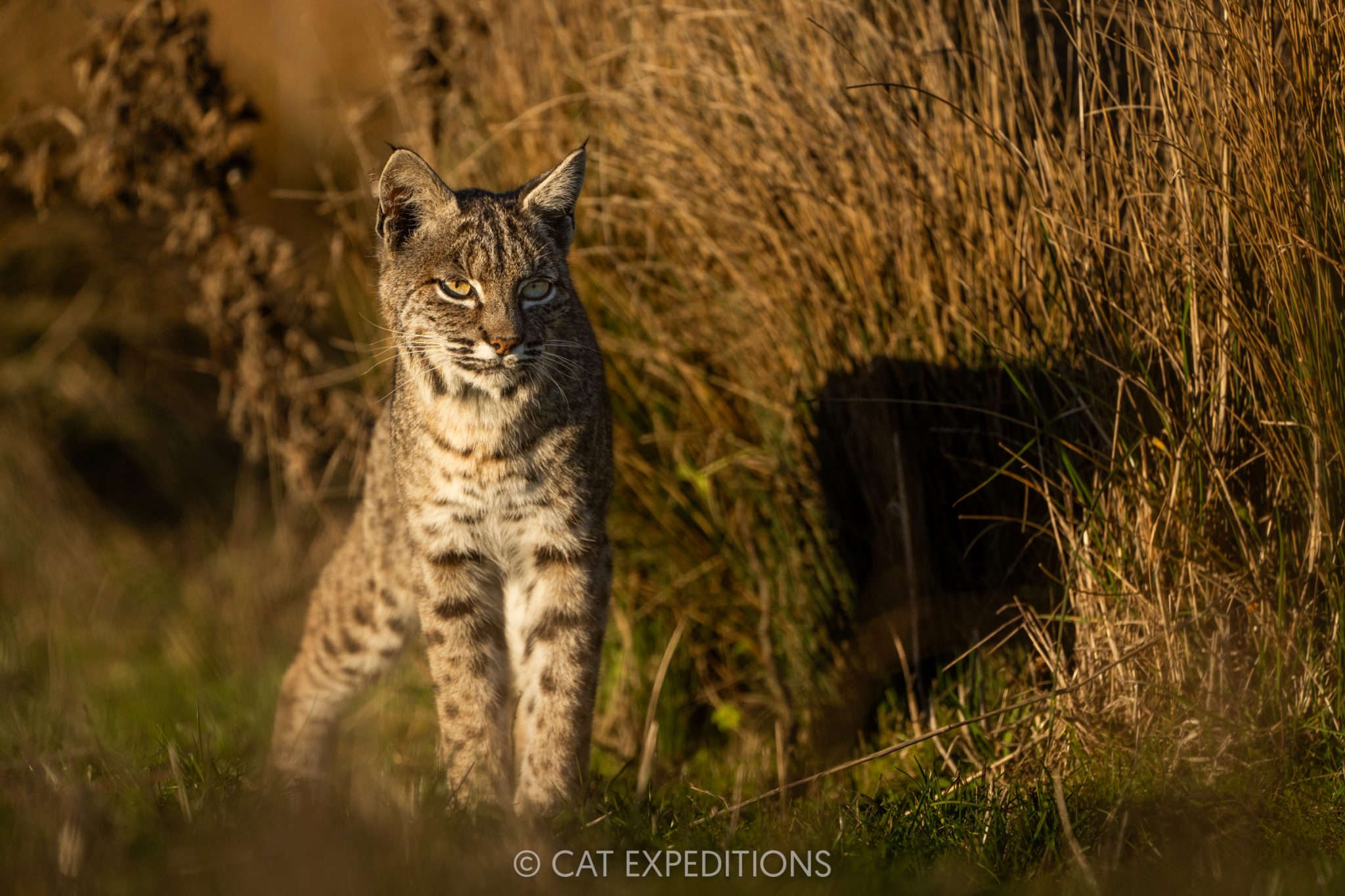 Bobcats of California – Cat Expeditions – Trip Report 2024 – Mammal ...