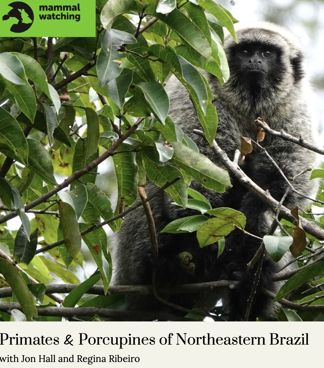 Advertising: Two spots left for our May Primates &Porcupines trip to NE ...