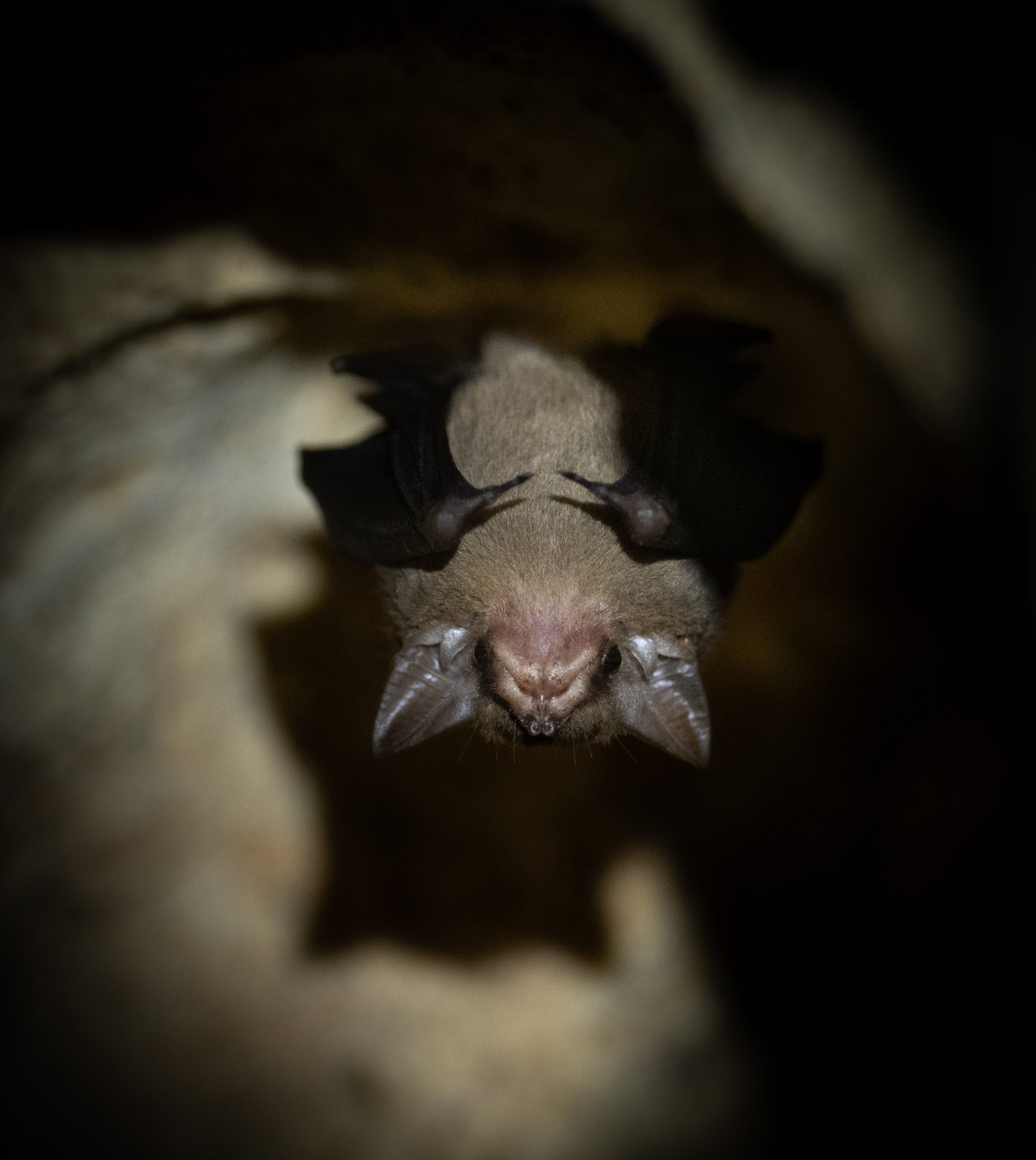 Belize Bat ID Needed – Mammal Watching