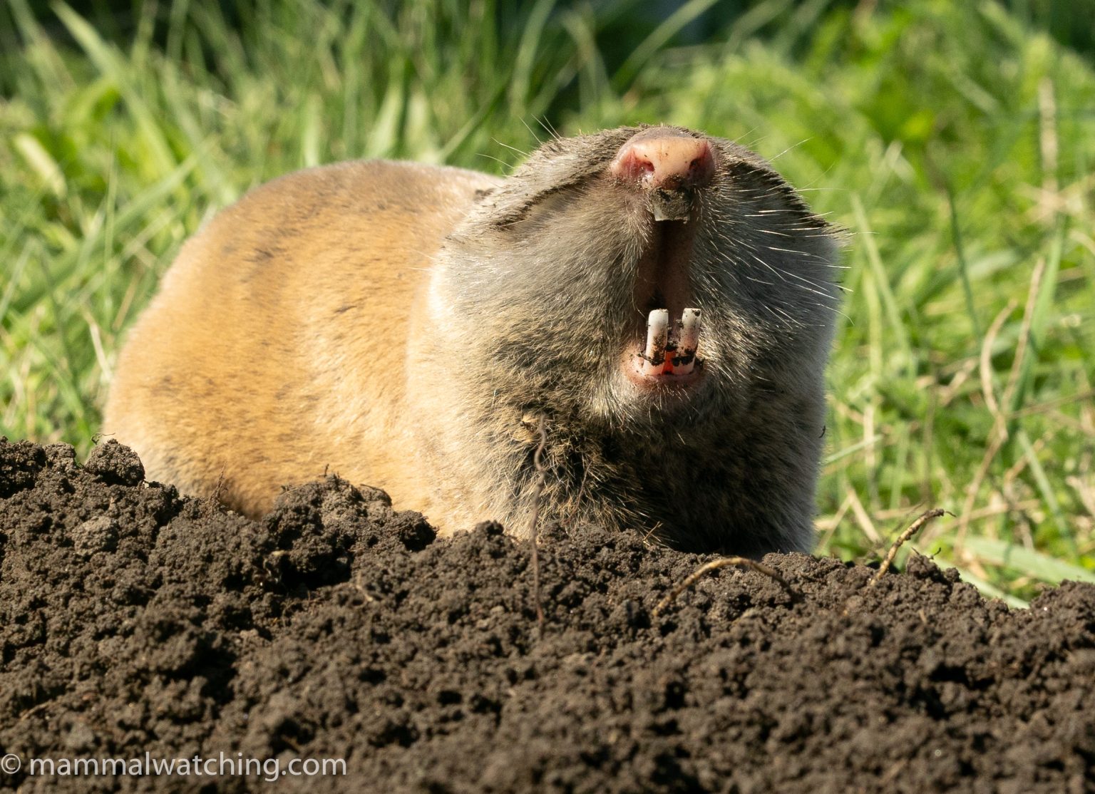 Zen and the Art of Mole-rats: Romania, April 2025 – Mammal Watching