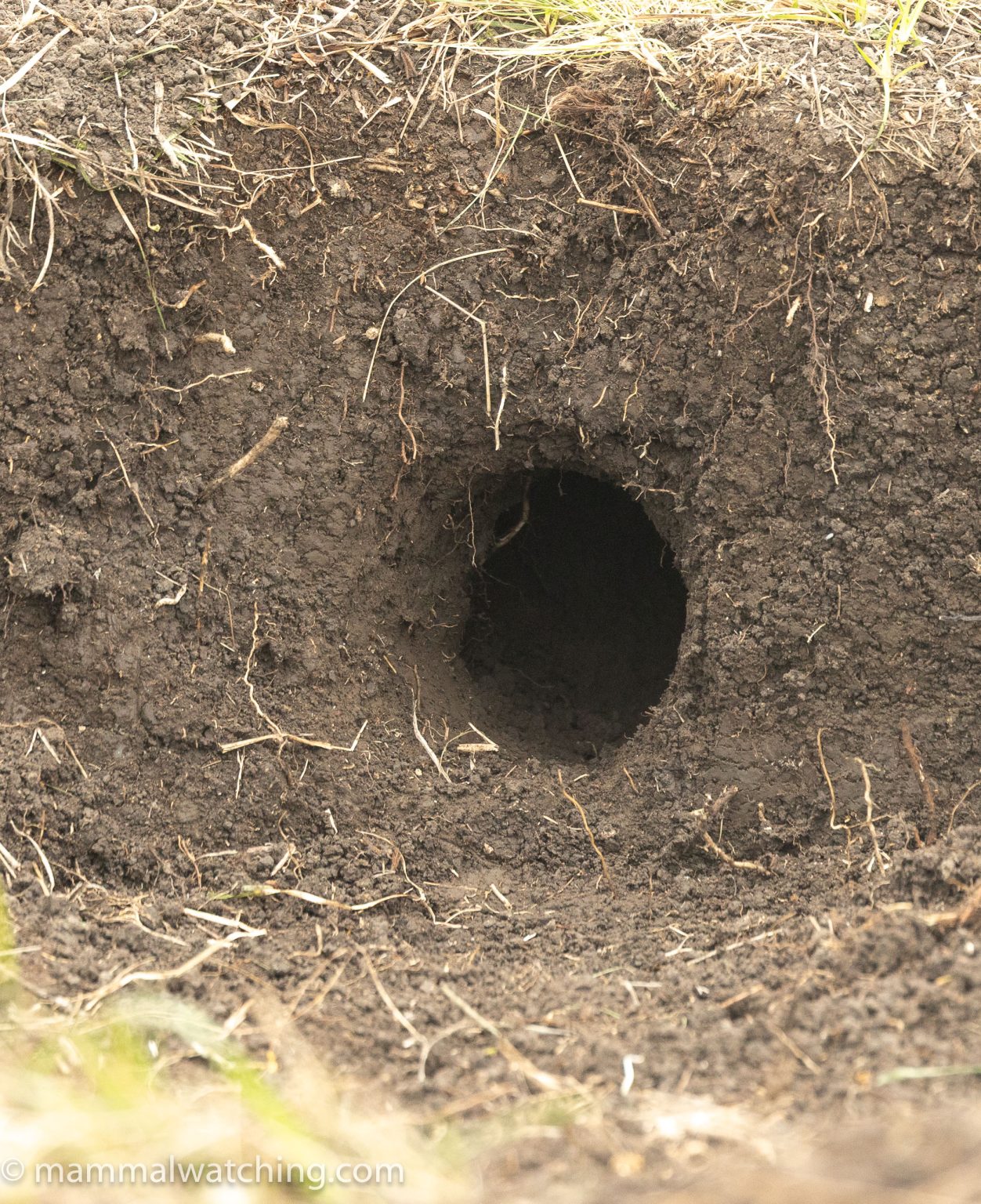 Zen and the Art of Mole-rats: Romania, April 2025 – Mammal Watching