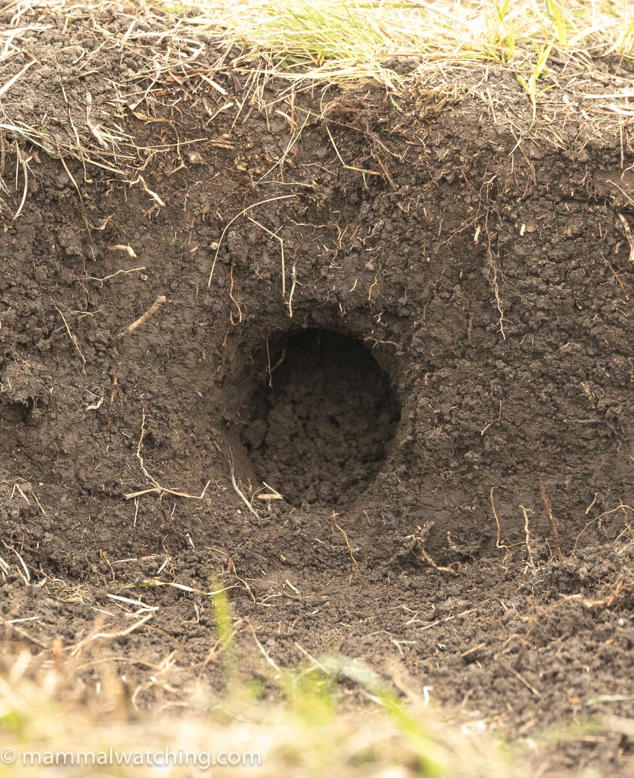 Zen and the Art of Mole-rats: Romania, April 2025 – Mammal Watching