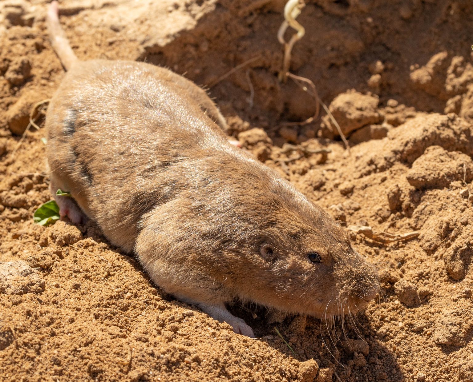 Community Forum – Mammal Watching