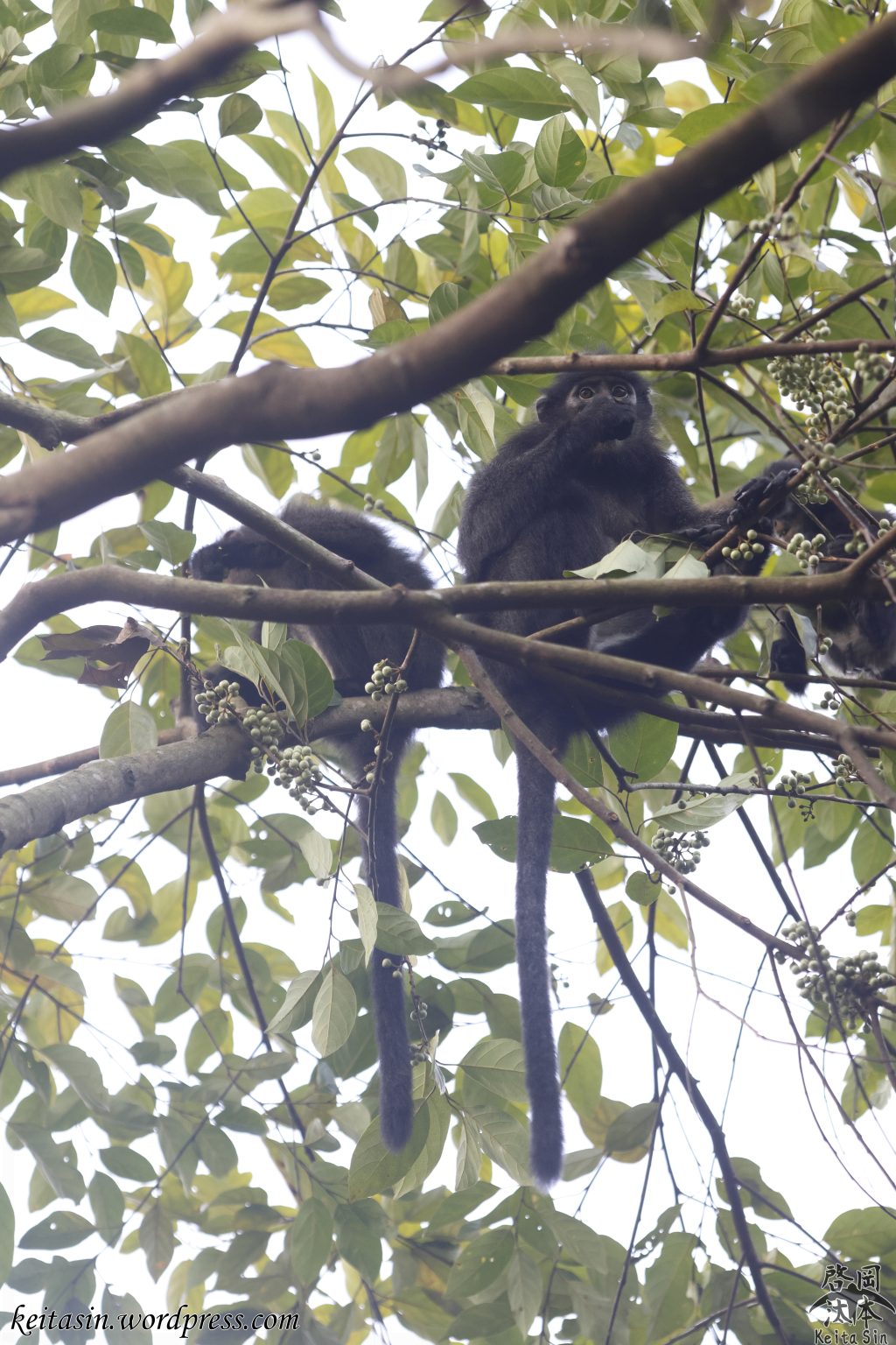 A revised taxonomy of the Felidae – Mammal Watching