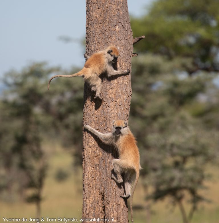 Southern patas monkey rediscovered! – Mammal Watching