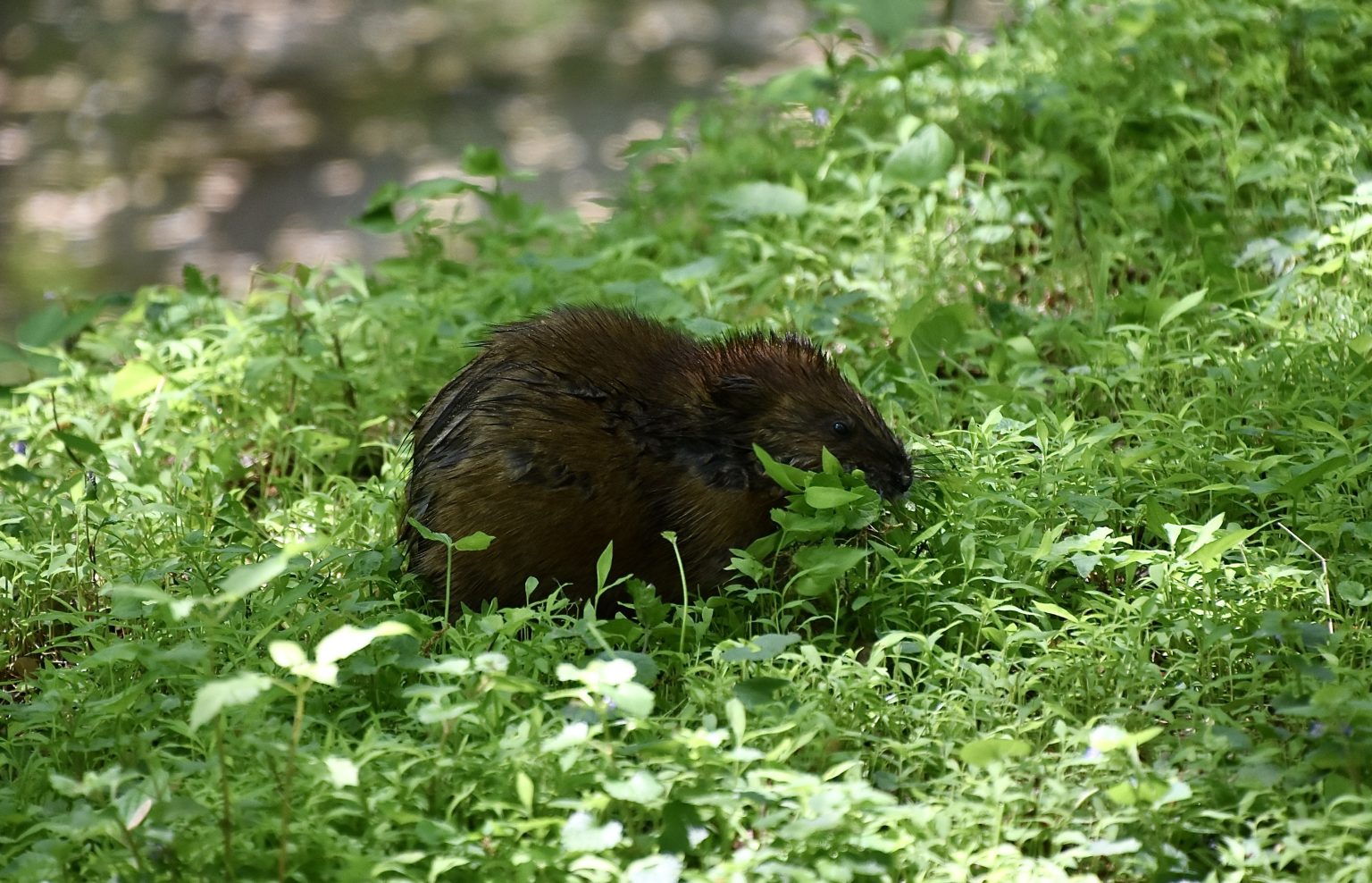 Muskrat in Action – Mammal Watching