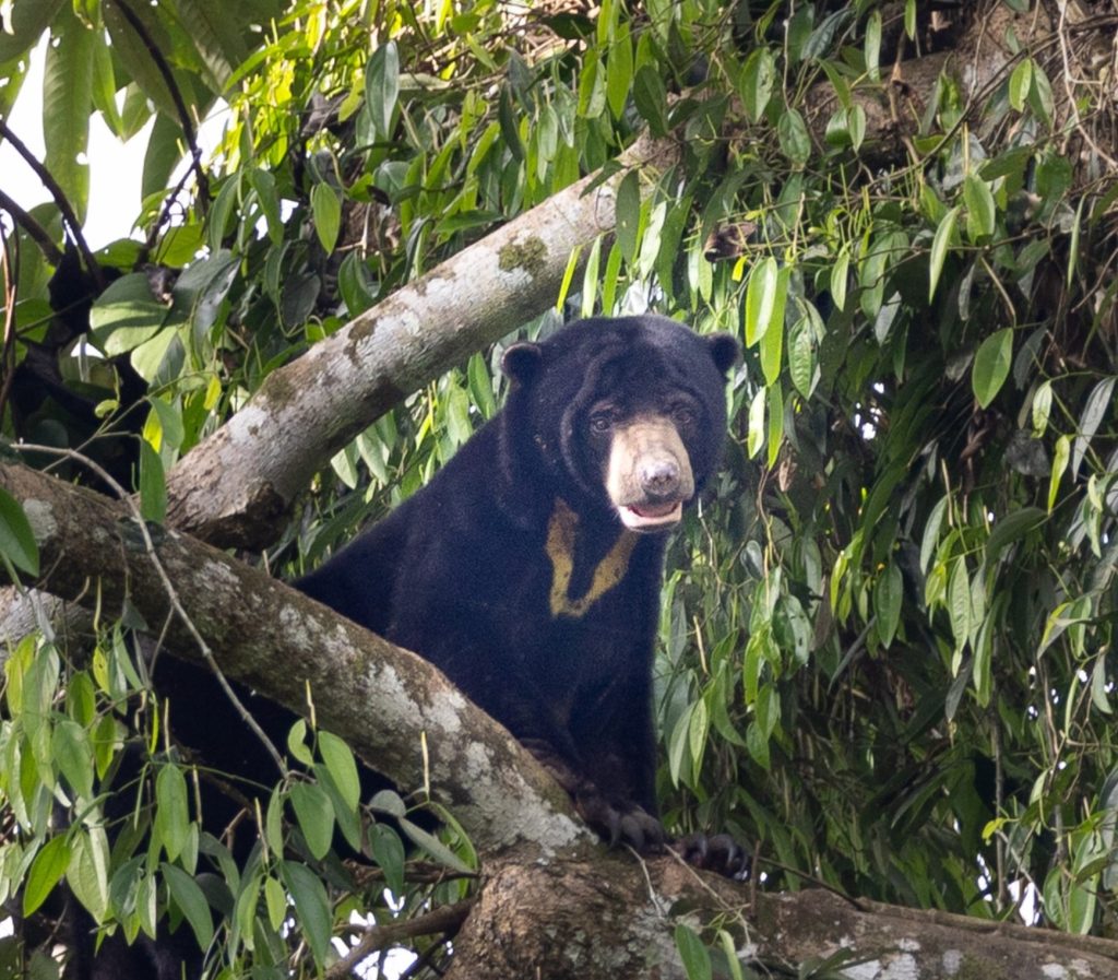 Trip Report – Borneo’s Rare Mammals Tour – Royle Safaris – Aug/Sep 2024 – Mammal Watching