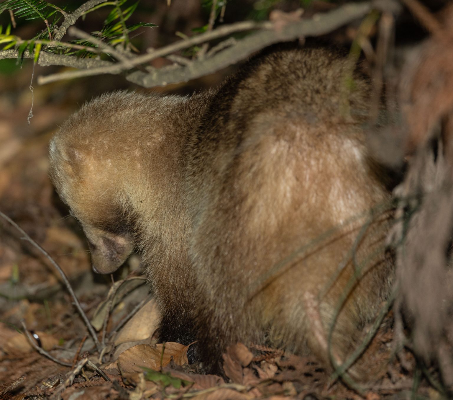 Beaked Whales & Badgers, Japan June 2025 – Mammal Watching