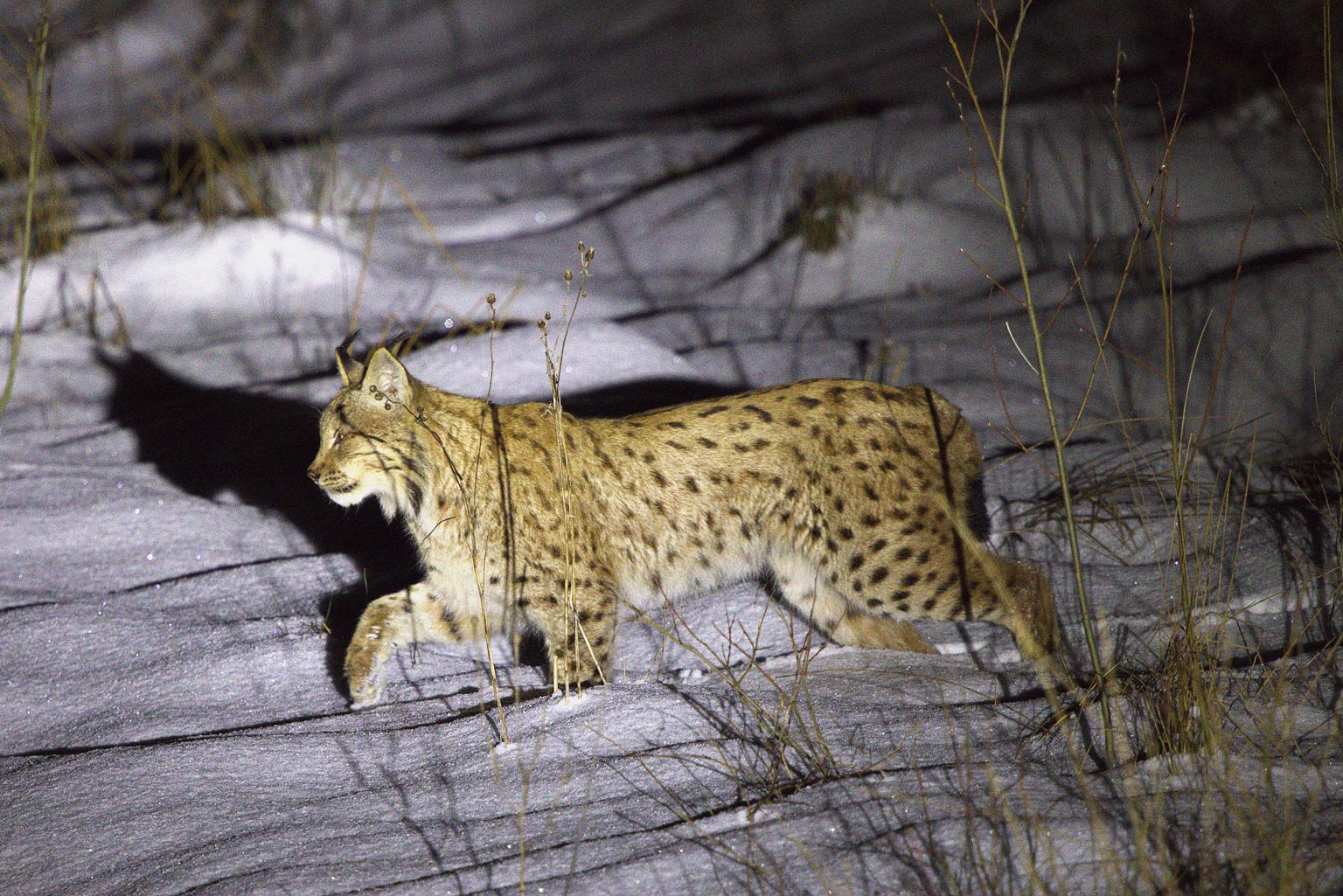 Pulsar video footage of wolves, bears and lynx spring 2025 – Mammal ...