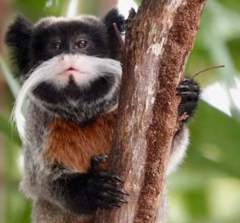 New Trip Report: Western Brazil 2025 – Mammal Watching