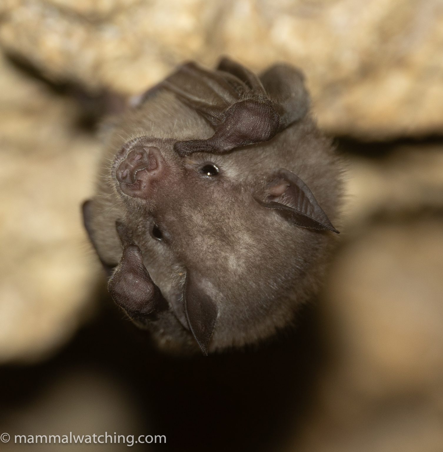 Bats in Barbados, 2025 – Mammal Watching