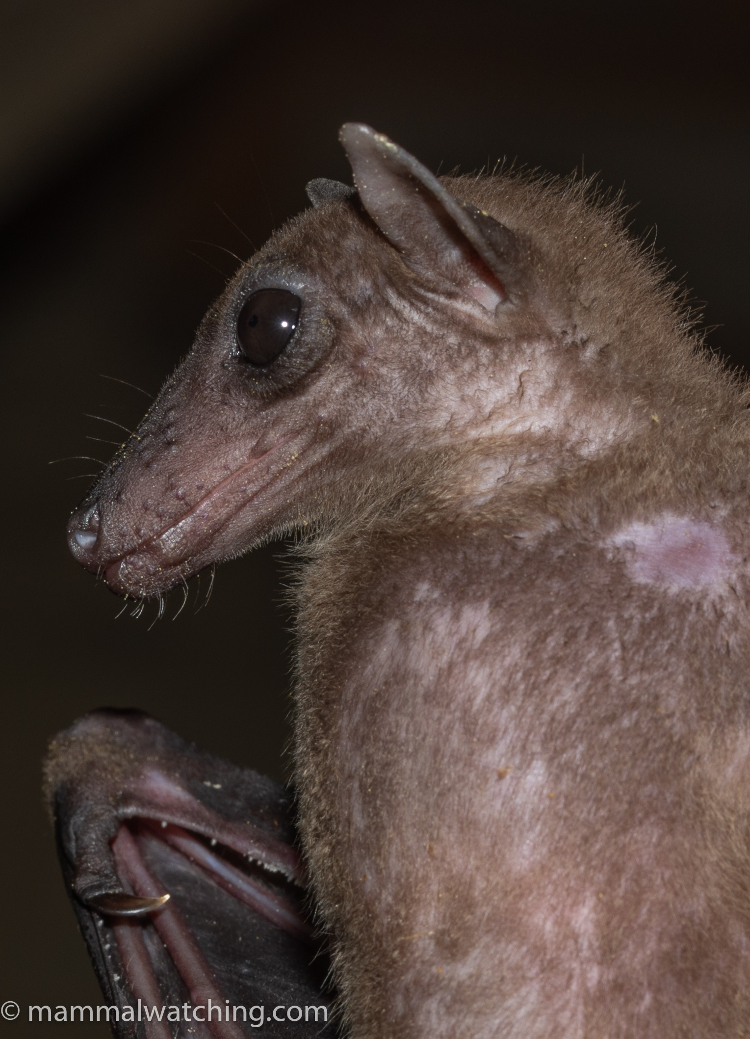 Sabah, 2025: Some ‘New’ Sites – Mammal Watching
