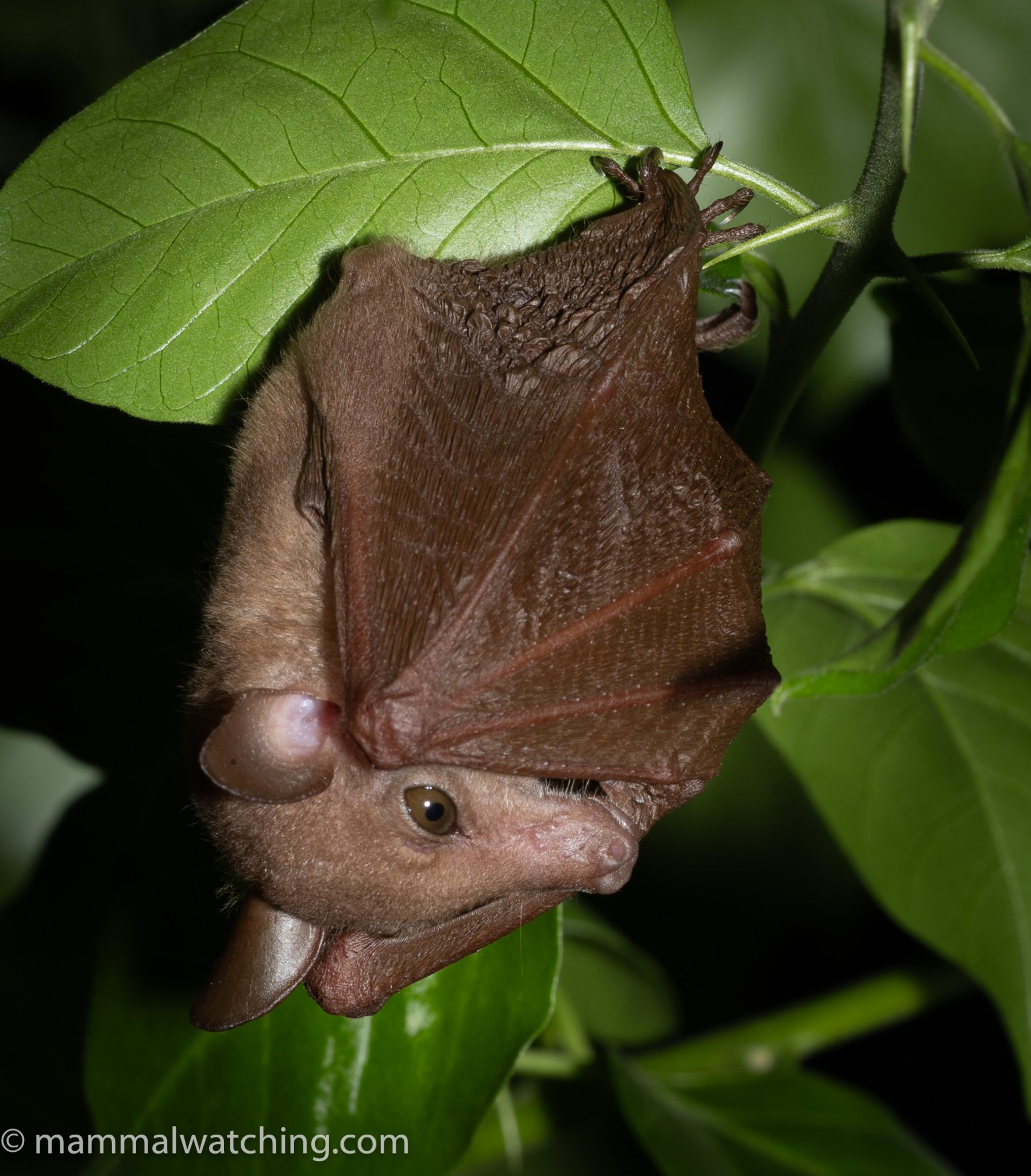 Sabah, 2025: Some ‘New’ Sites – Mammal Watching
