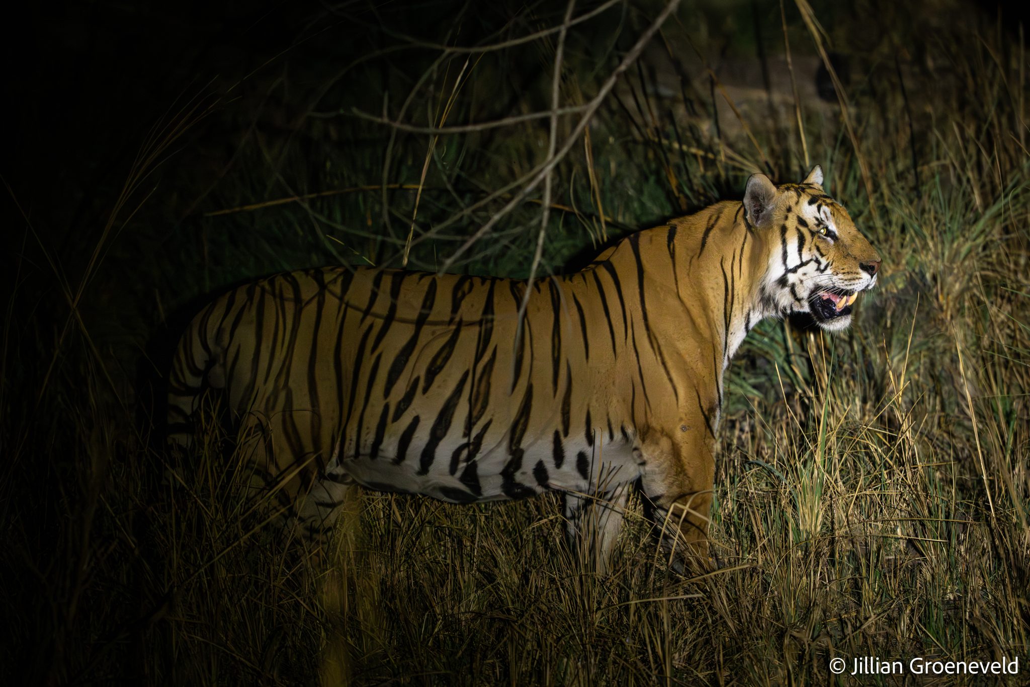 Tigers on foot in Nepal and so much more! – Wildlife Watching ...