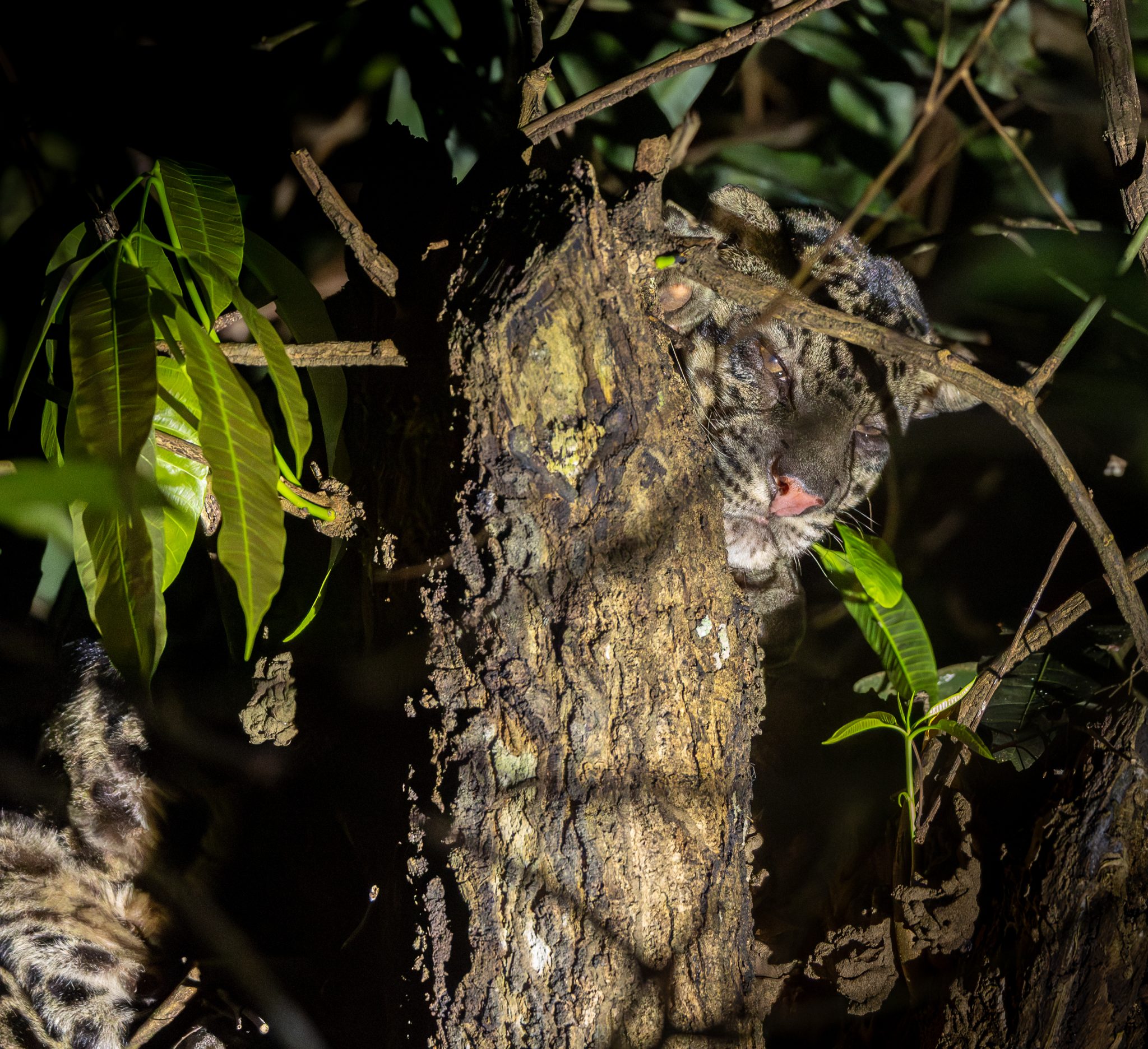 Superb Sunda Clouded Leopard Sighting: My lucky hat strikes again ...