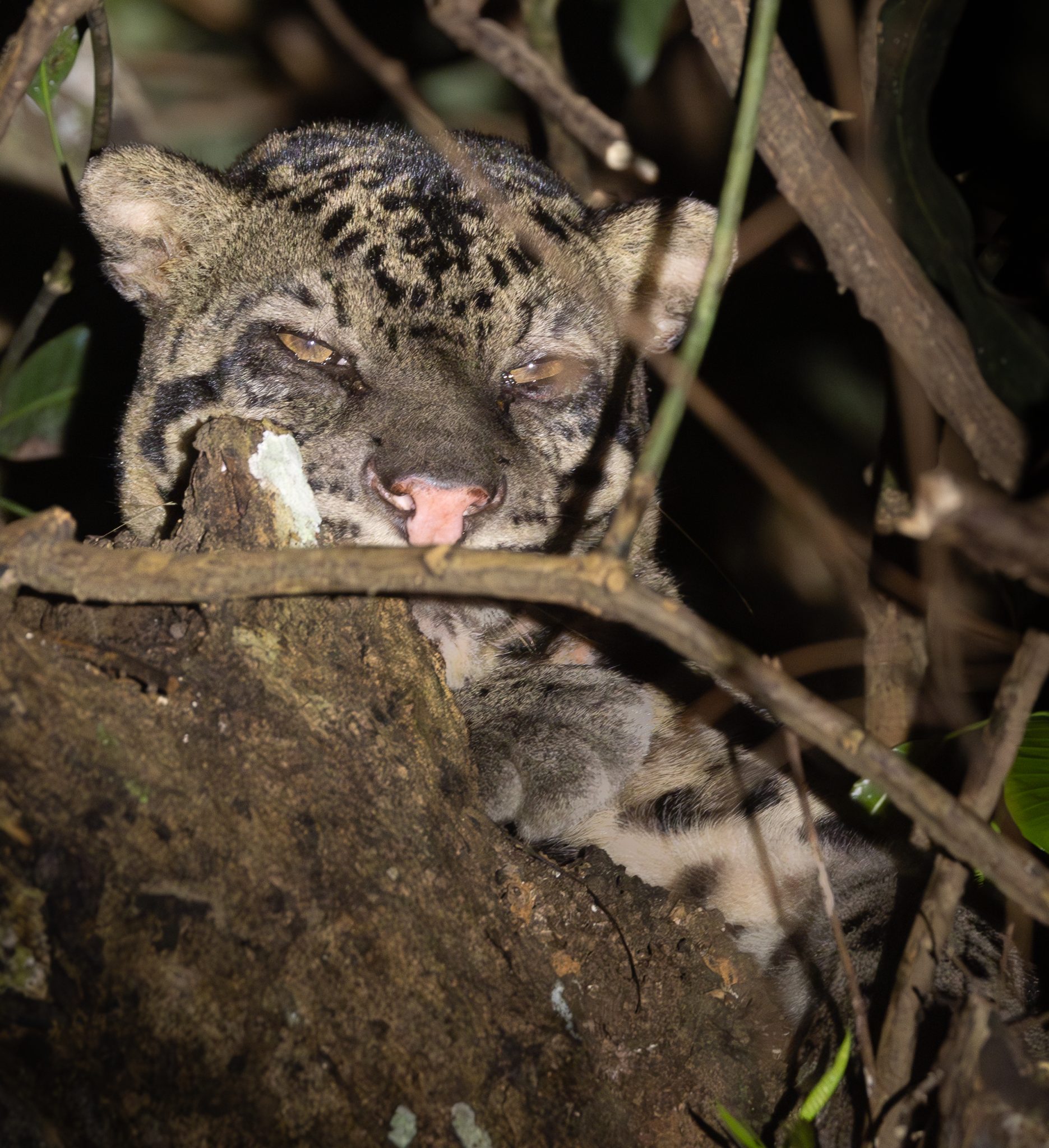 Superb Sunda Clouded Leopard Sighting: My lucky hat strikes again ...