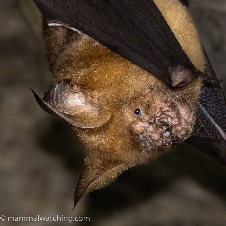 The mammal list rankings: Bats – Mammal Watching
