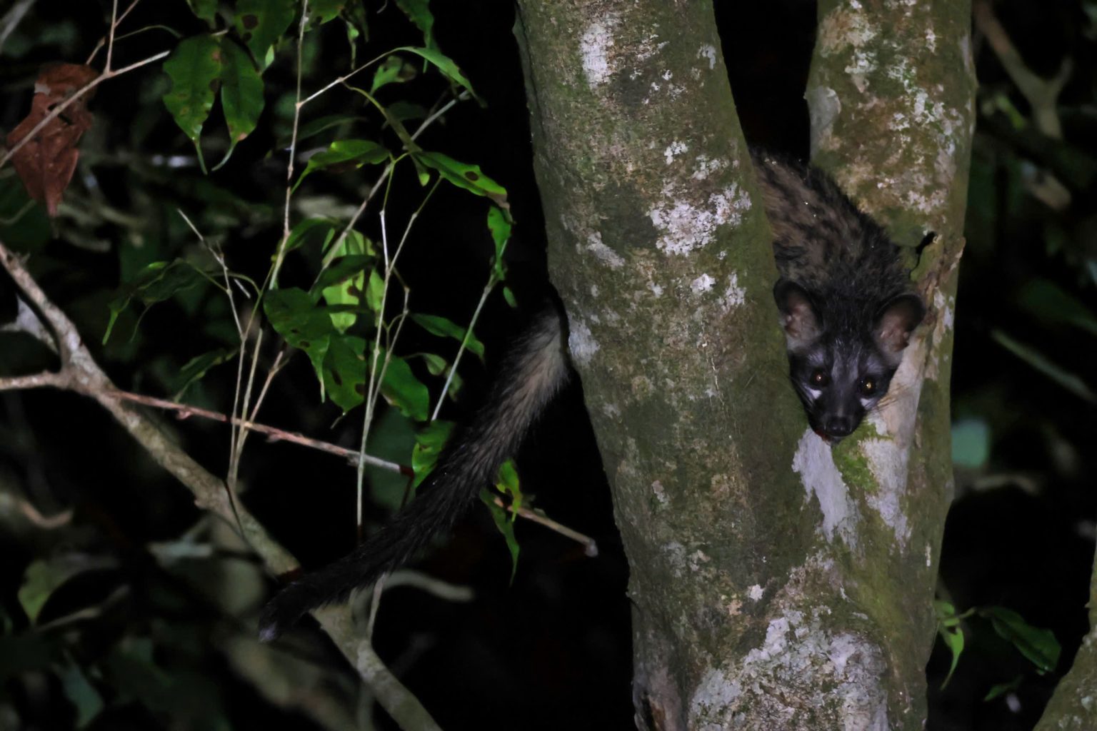 Bach Ma Primate & Mammal Watching Tour – Trip Report (September 2025 ...