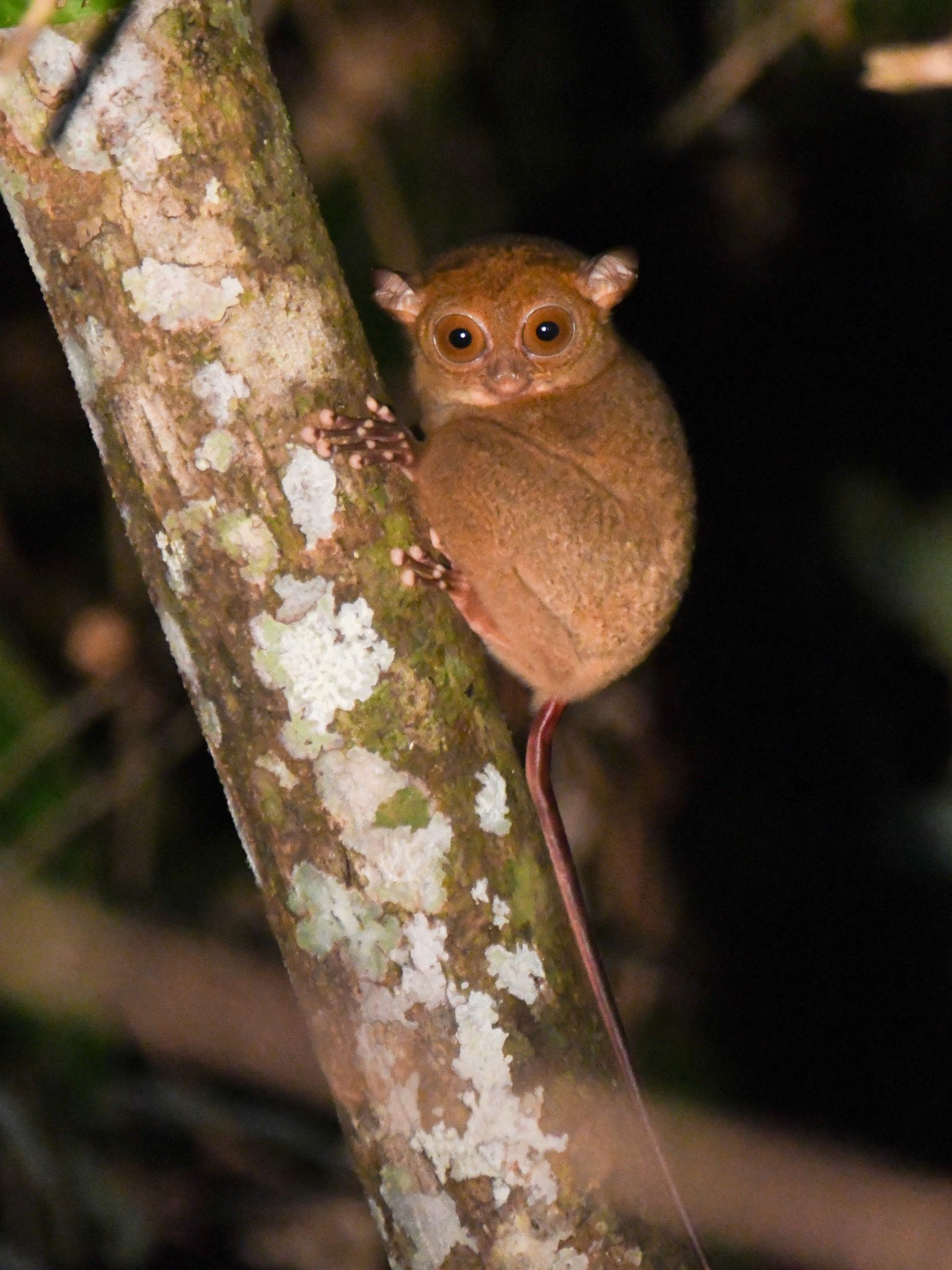 Malaysia – Borneo, Fraser Hill, Brunei. – Mammal Watching