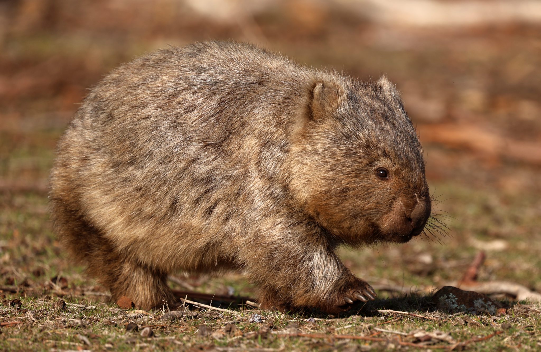 Tasmania! Segment #1 of the Great Pouched Critter Safari of 2025 ...