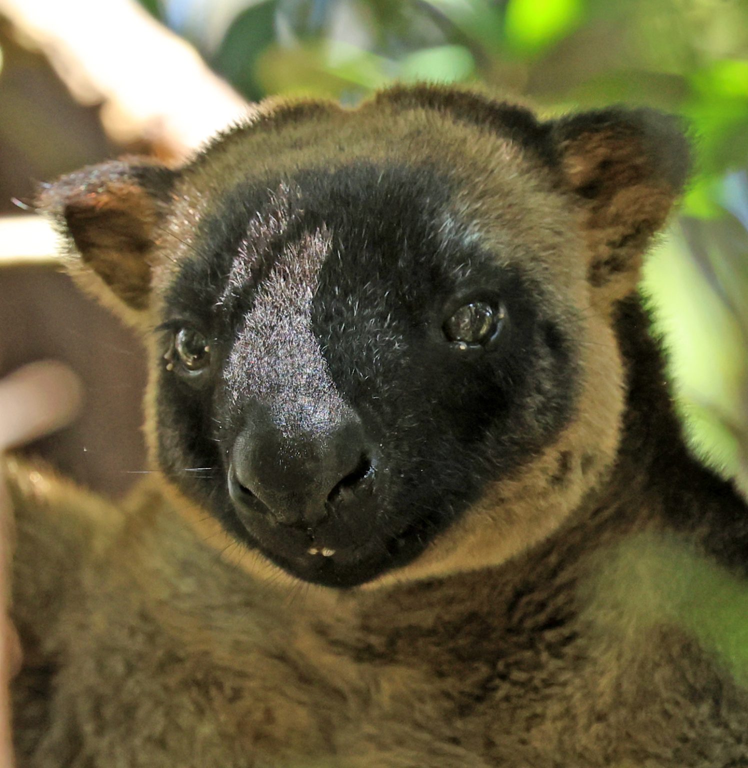 Queensland – Segment #3 of the Great Pouched Critter Safari of 2025 ...