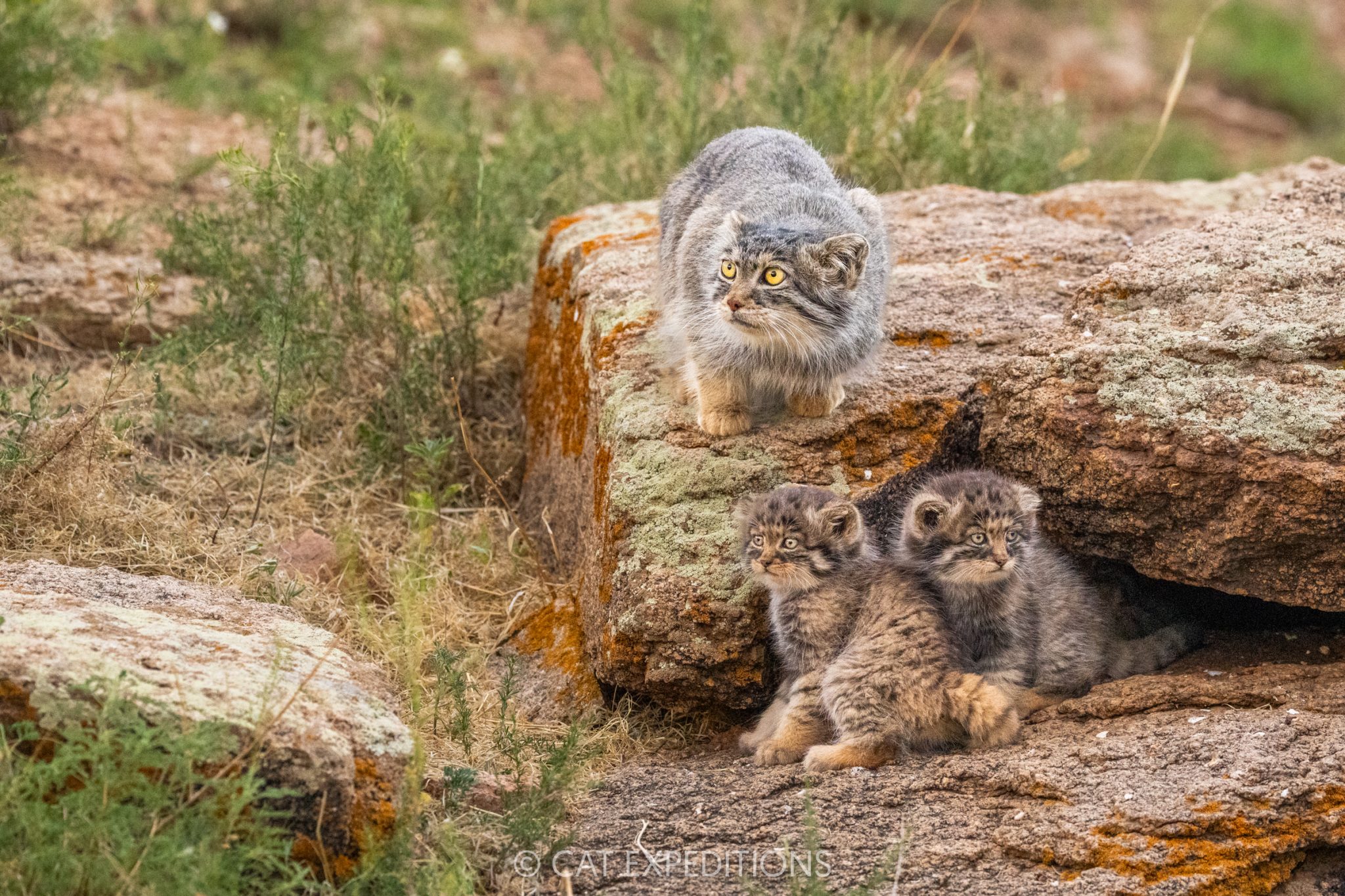 Manul (Pallas’s cat) of Mongolia Tour One 2025 – Trip Report – Mammal Watching