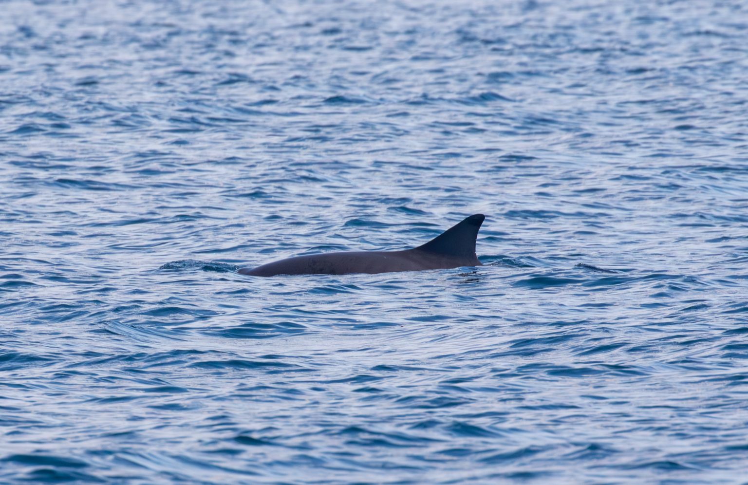 Cetacean ID query – Mammal Watching