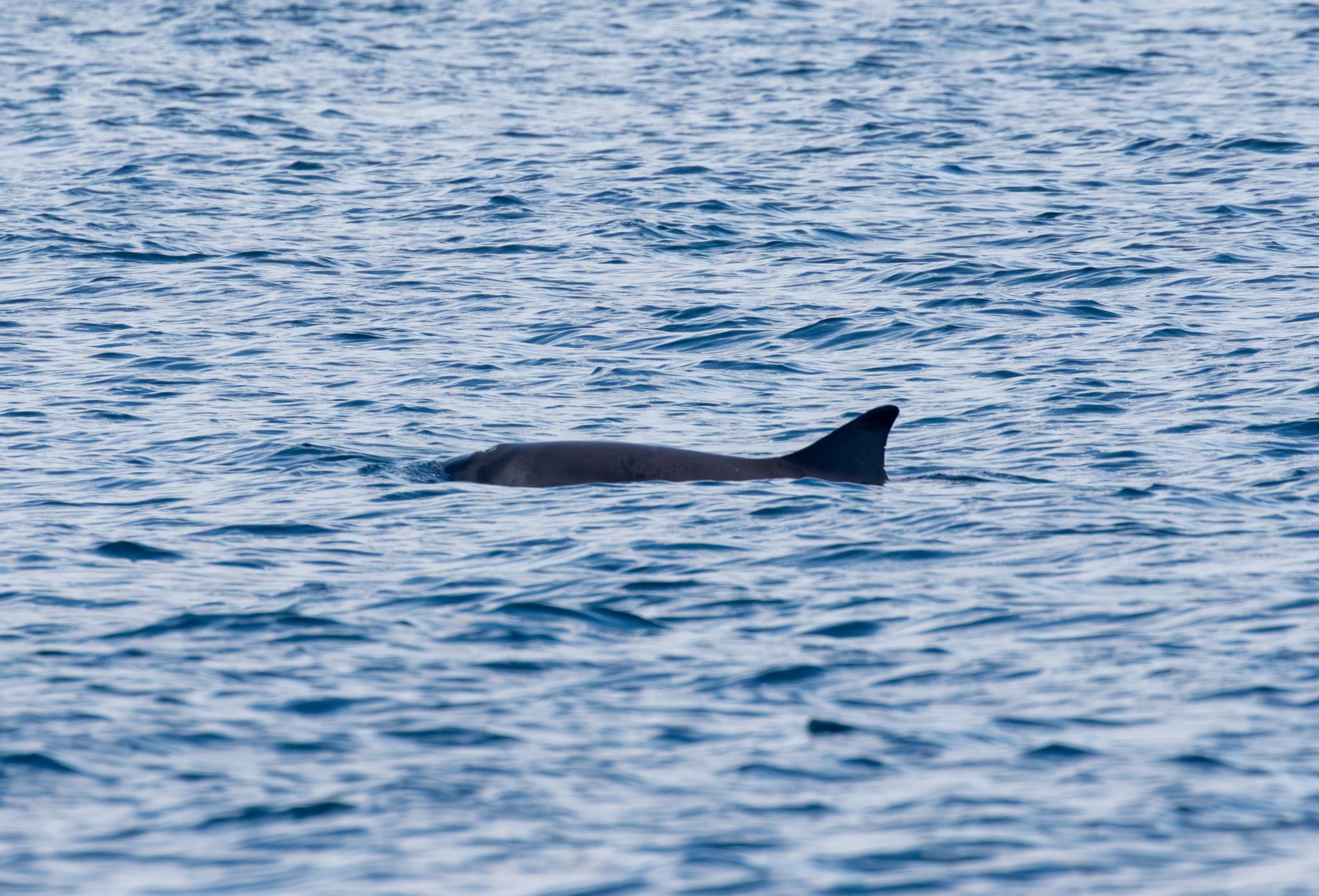 Cetacean ID query – Mammal Watching