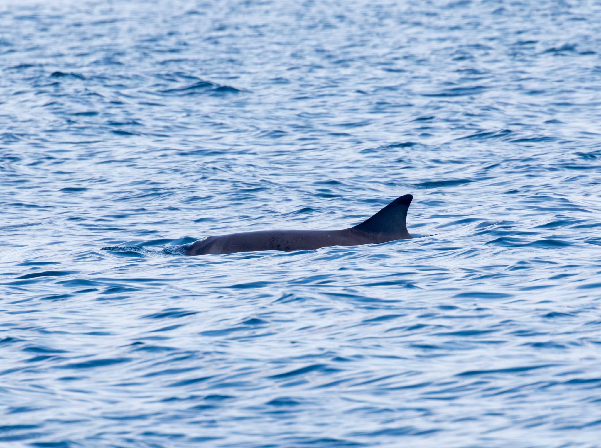 Cetacean ID query – Mammal Watching