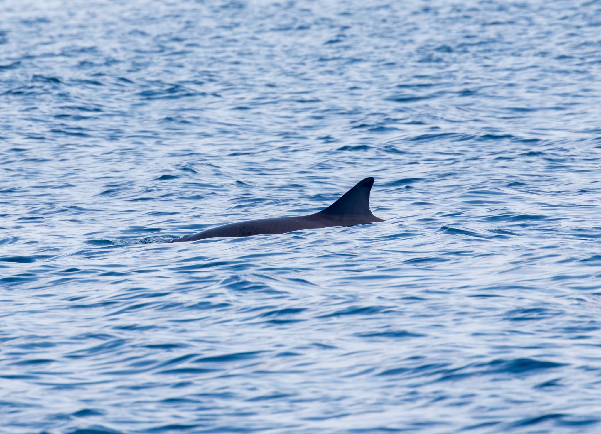 Cetacean ID query – Mammal Watching