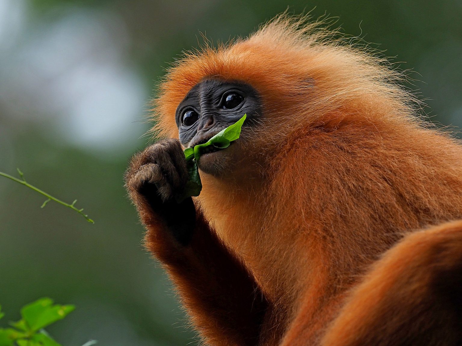 Borneo, Sabah: 2025 – October 19th to November 1st; with 1stopborneo ...