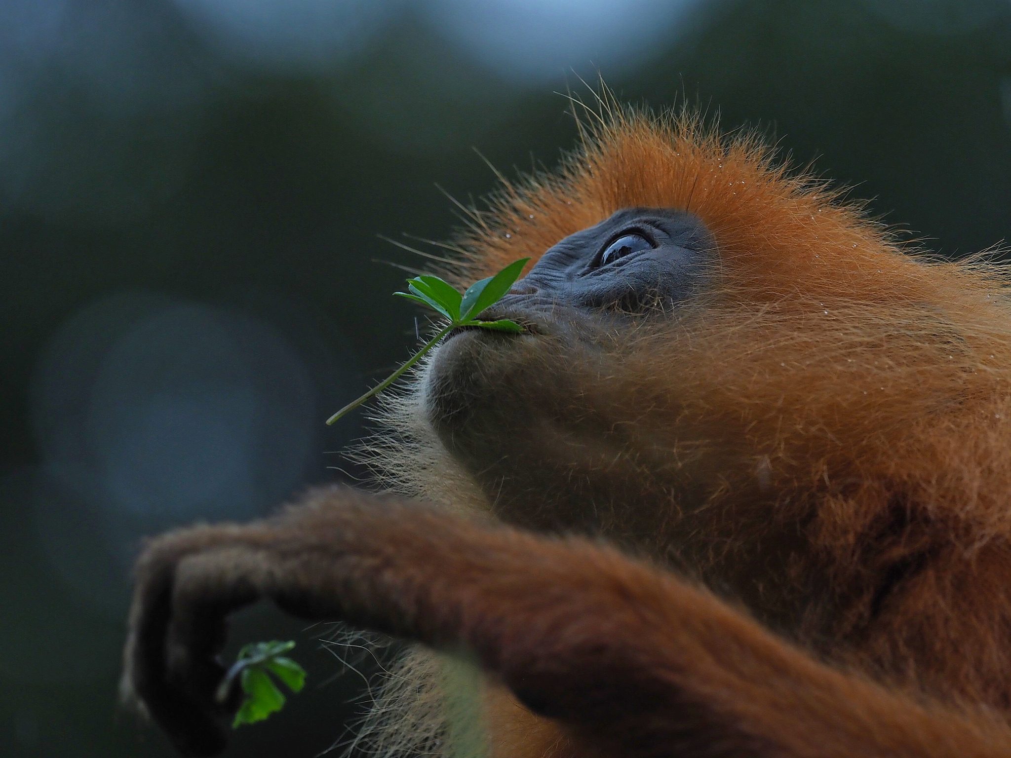 Borneo, Sabah: 2025 – October 19th to November 1st; with 1stopborneo ...