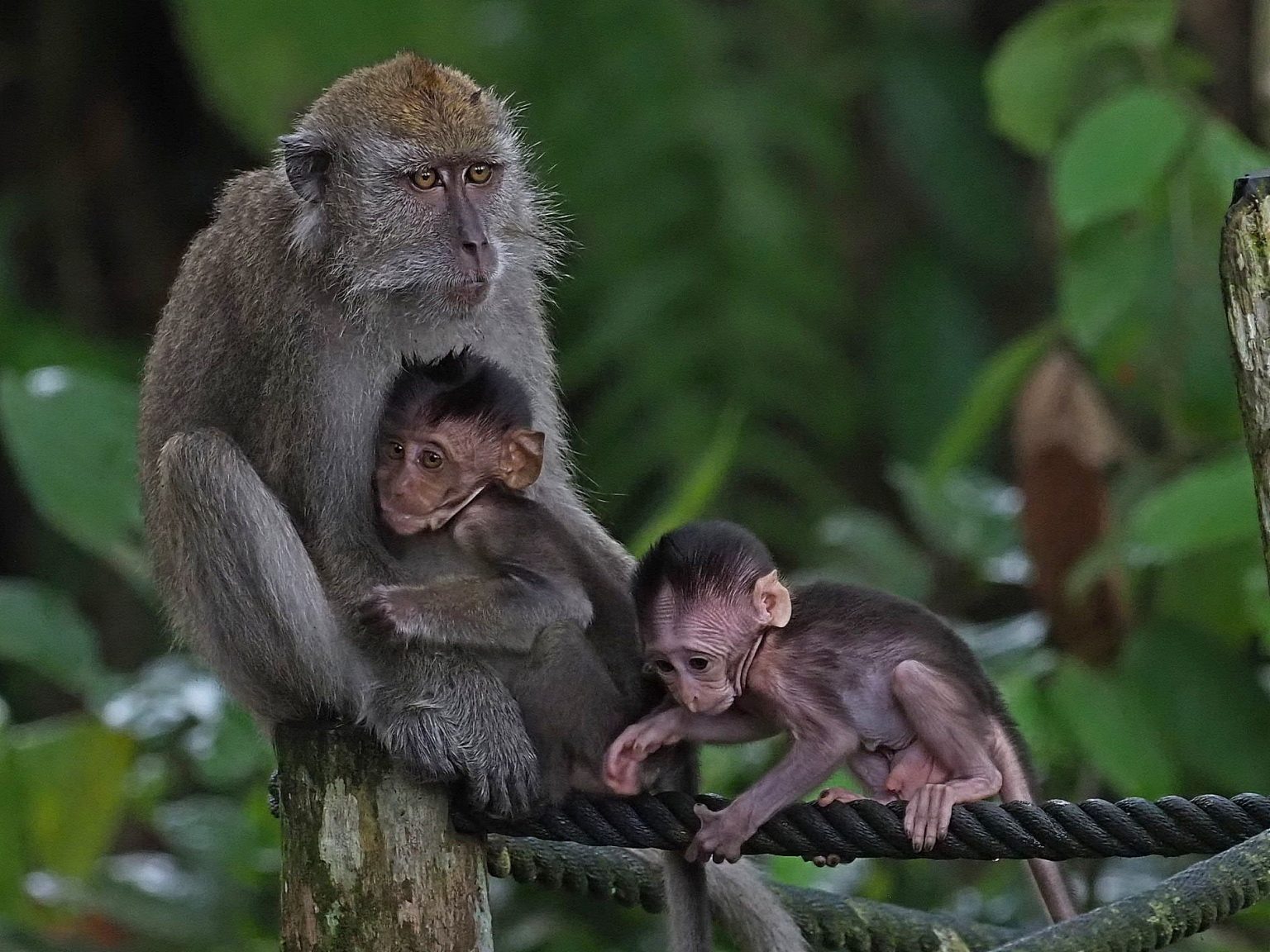 Borneo, Sabah: 2025 – October 19th to November 1st; with 1stopborneo ...