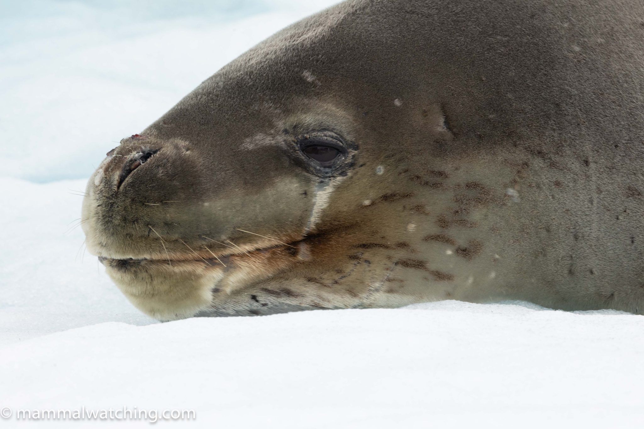 Patagonia & Buenos Aires Province, December 2025 – Mammal Watching