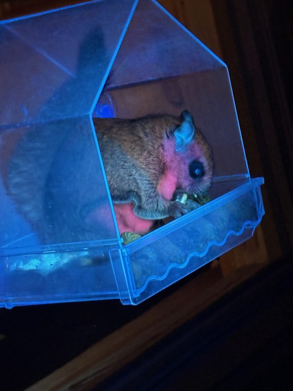 Northern flying squirrel luminescing – Mammal Watching