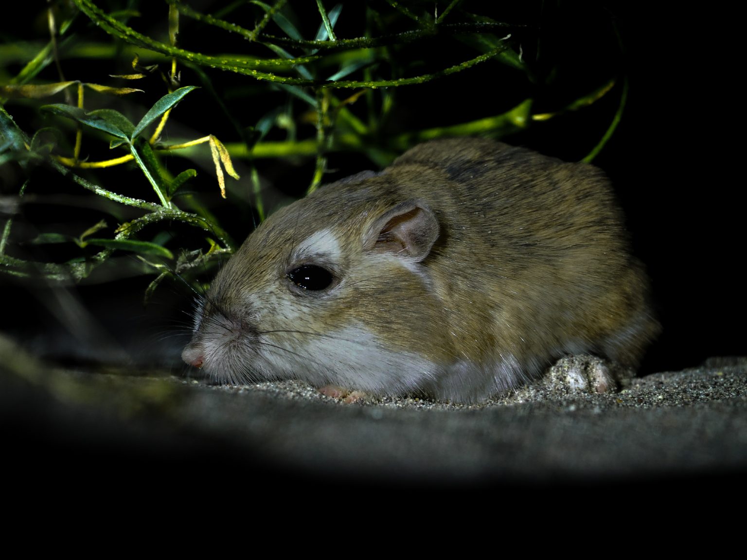 Trip Report: Arizona June 2025 – Mammal Watching