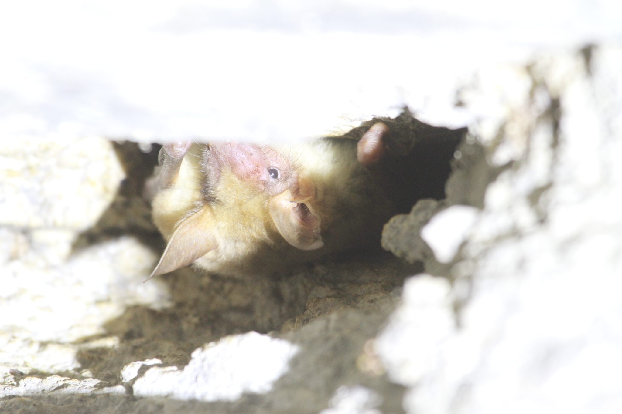 Bat Id La Lanca dam Sierra Andujar, Spain – Mammal Watching