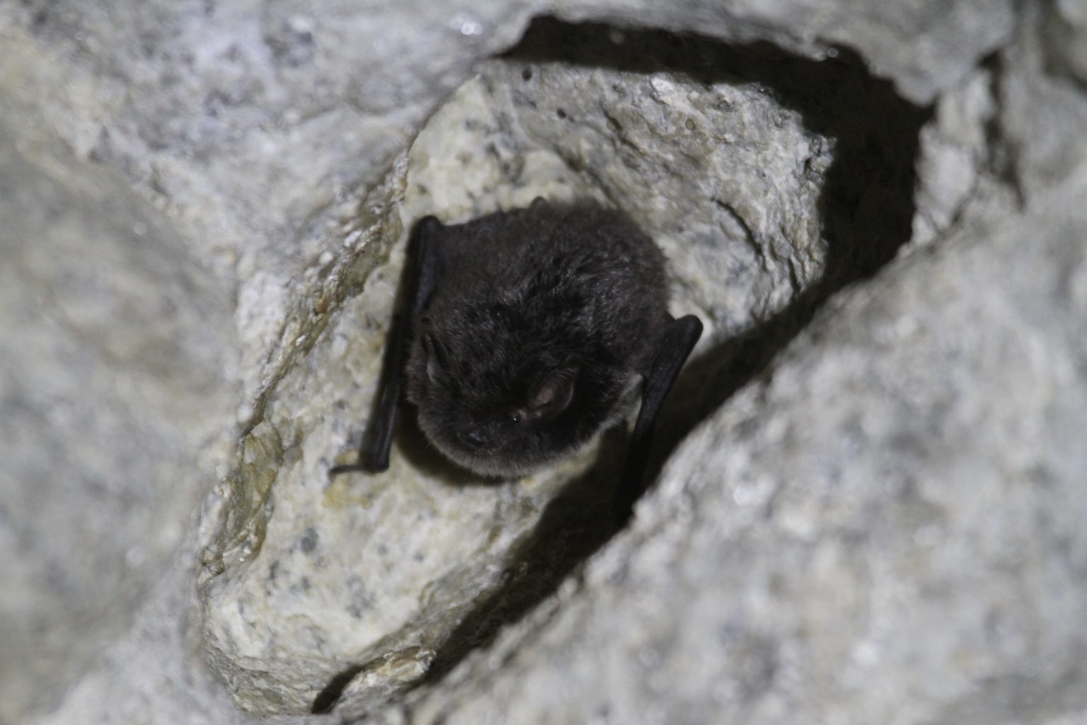 Bat Id La Lanca dam Sierra Andujar, Spain – Mammal Watching