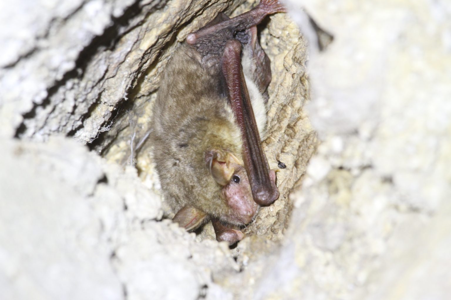 Bat Id La Lanca dam Sierra Andujar, Spain – Mammal Watching