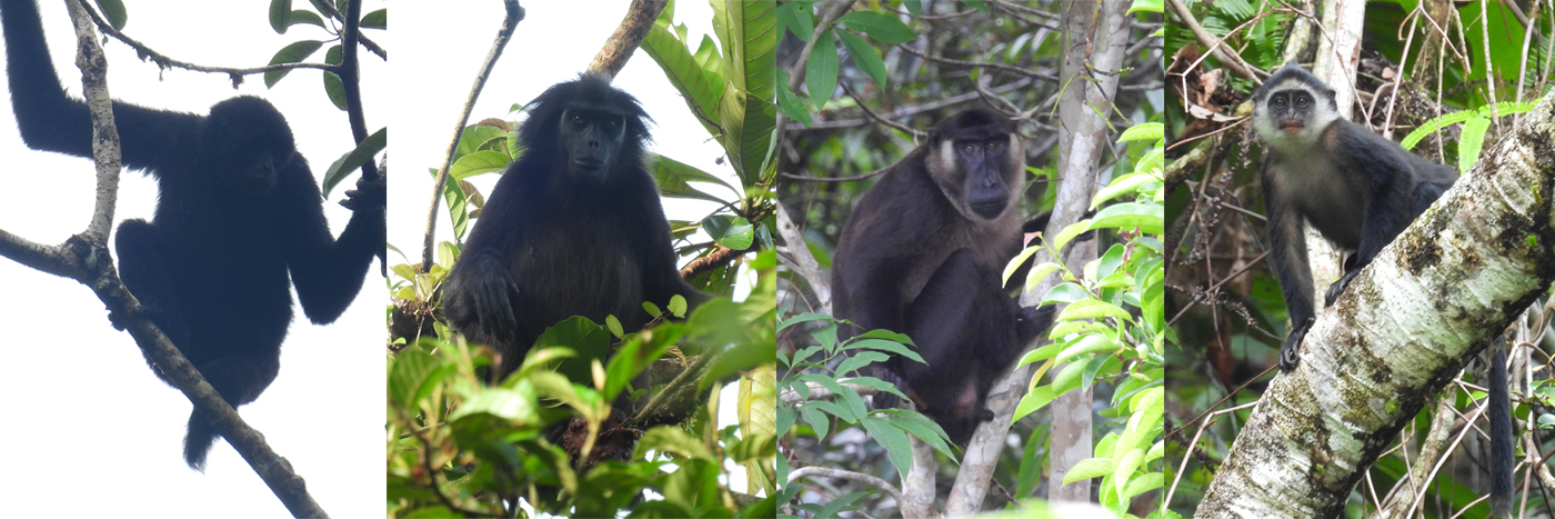 Wild Siberut: Eleven Days, Four Primates, Seventy-Two Birds – Mammal ...