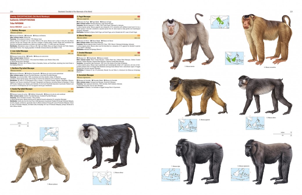 New Book: Illustrated Checklist of the Mammals of the World - Mammal ...