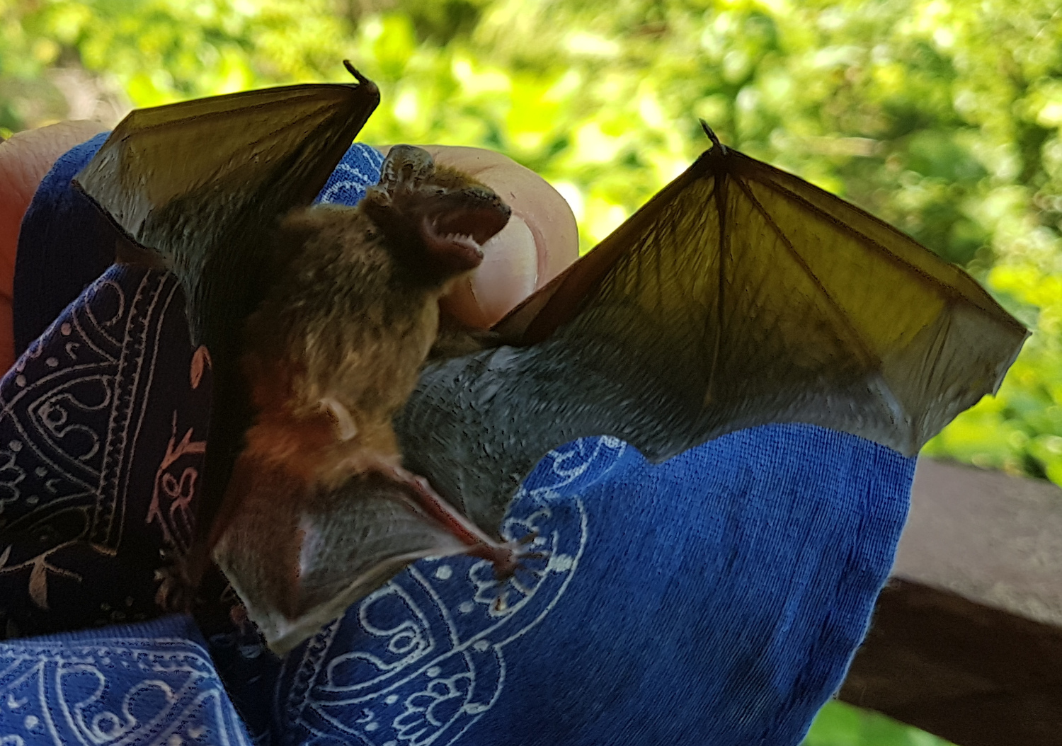 Two bats to ID, New Guinea region - Mammal Watching