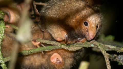 Silky anteater in Costa Rica - Mammal Watching