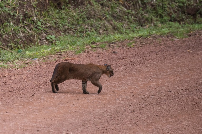 African Golden Cat sighting from 2017: Bwindi, Uganda - Mammal Watching