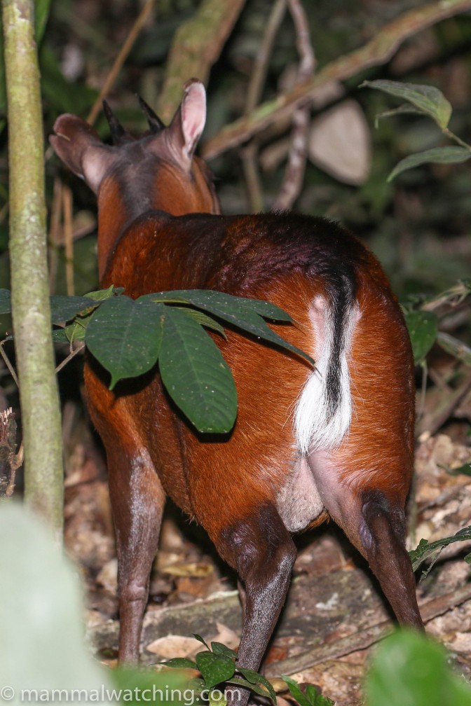 Central Gabon, 2018 - Mammal Watching