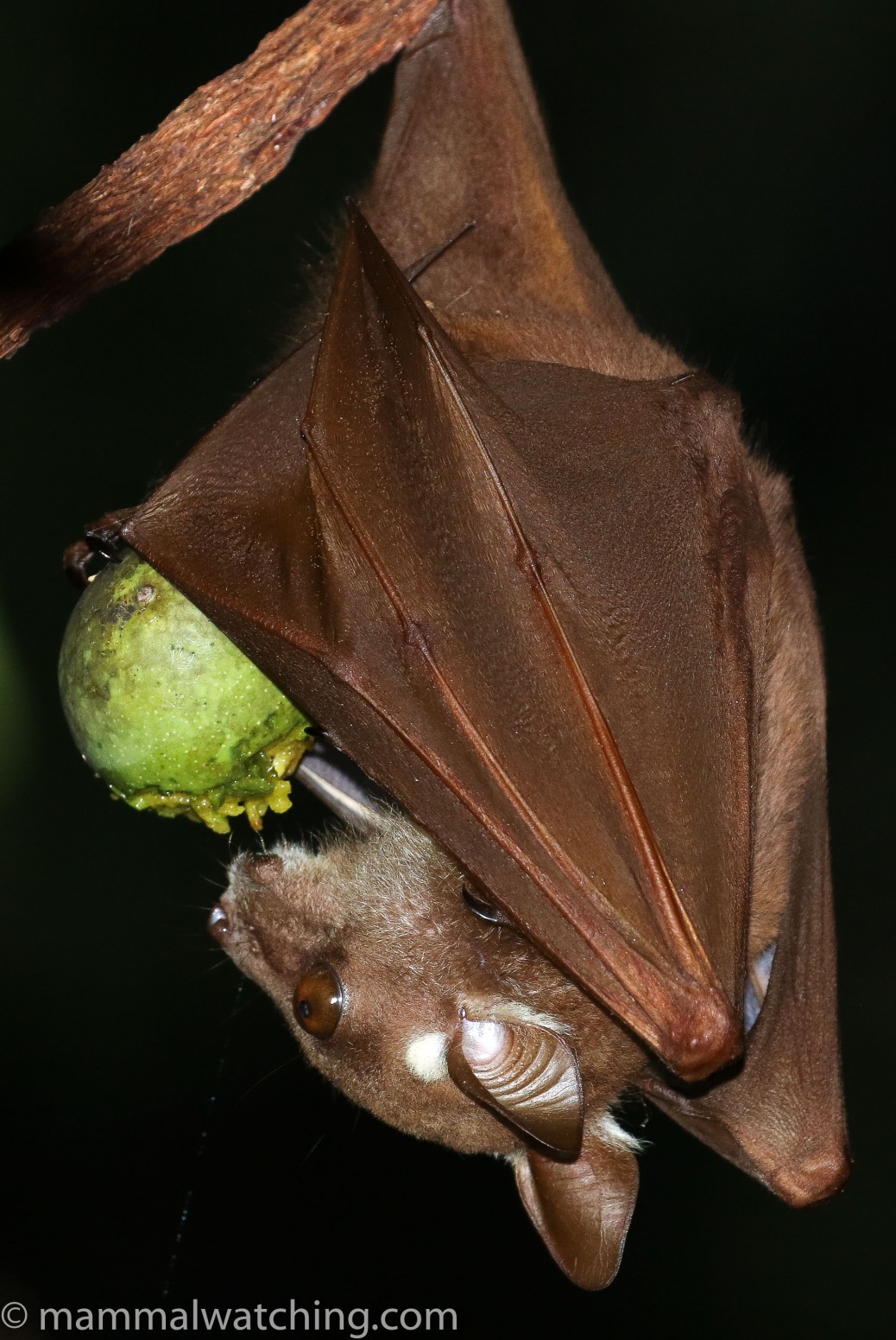 Central Gabon, 2018 - Mammal Watching